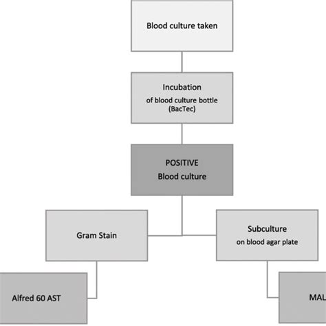 Flowchart Showing Laboratory Workflow Followed Along The Rapid Download Scientific Diagram