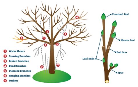 A Plum Tree Pruning Diagram How To Prune Plum Trees Best Time To Trim