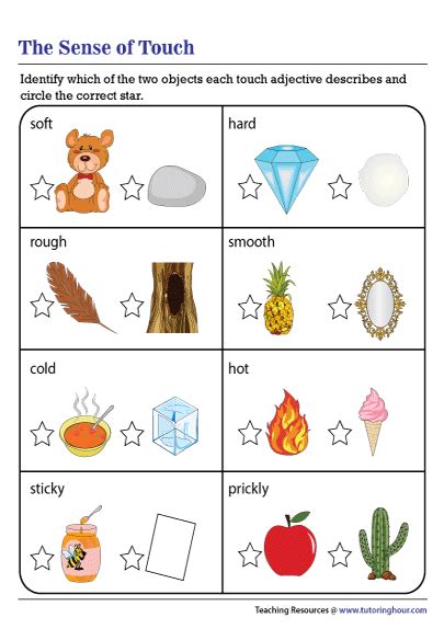 Sense Of Touch Worksheet