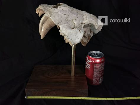 Rare Brown Colour Saber Toothed Cat Snout Fossil Fossil Skull Catawiki