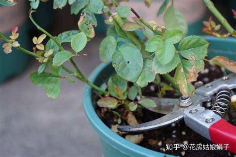 时机还没到不过月季的冬剪要开始做准备了这6件事掌握好 知乎