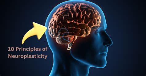 Principles Of Neuroplasticity You Can Use For Anything