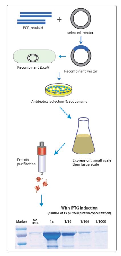 Li Expression Service Promab Promab