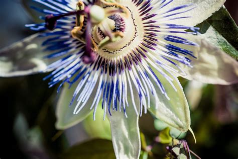 Bunga Gairah Mekar Foto Gratis Di Pixabay Pixabay