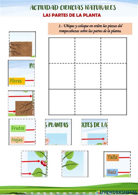 Identifica Las Partes De La Planta