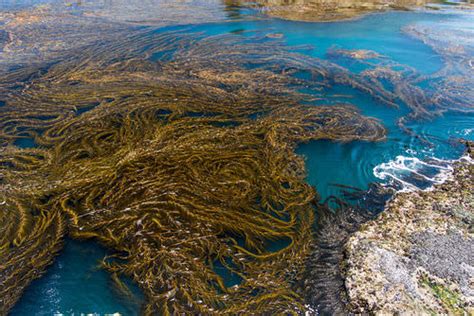 Unicellular Protist Example