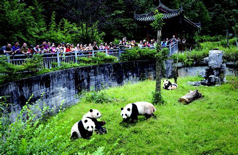 国宝传奇：大熊猫从雅安走向世界 四川经济日报