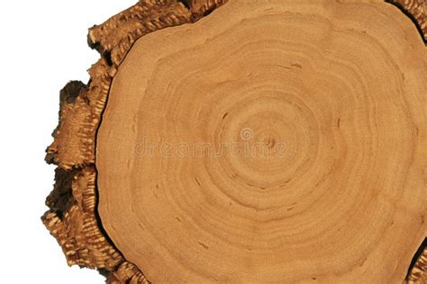 Tree Cross Section Stock Photo Image Of Annual Generation 13462354