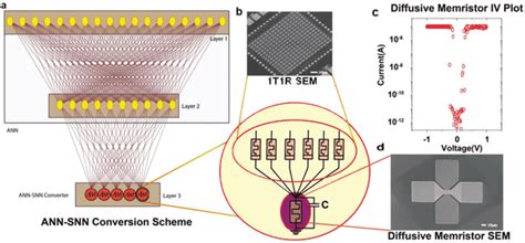 Ann Snn Conversion Scheme A An Ordinary Two‐layer Ann And A Download Scientific Diagram