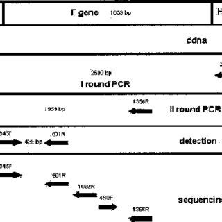 Genomic Position Of Primer Annealing Download Scientific Diagram