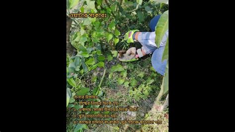 লেবু এবং সাইট্রাস জাতীয় গাছের ওয়াটার সাকার গুলো বড় হতে দেওয়ার আগেই কেটে ফেলতে হবে৷ Youtube