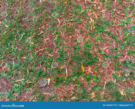 Nature And Plantgreen Grass On The Dry Soiltop View Stock Image