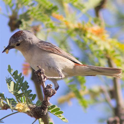 Colorful Birds Of Arizona Desert