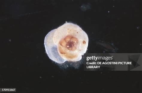 Foraminifera Under Microscope