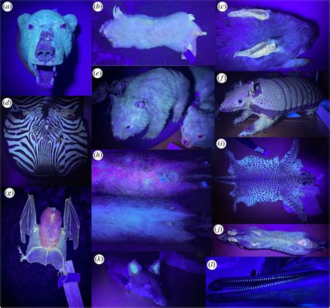 Museum Staff Discover Hundreds Of Mammals Glow Under UV Light Australian Geographic