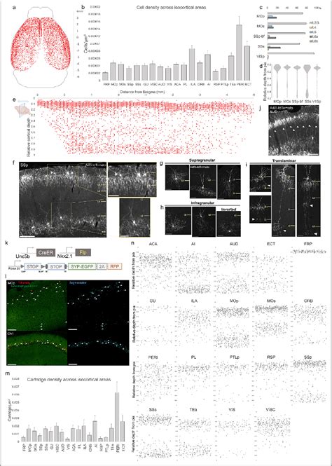 Figure 2 From Specific And Comprehensive Genetic Targeting Reveals