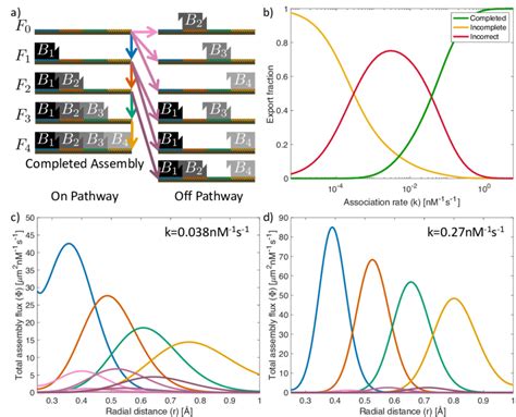 Self Organized Molecular Assembly Lines A Scheme Of The On Pathway Download Scientific