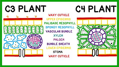 Difference Between C3 C4 And Cam Pathway With Comparison Chart Bio Images