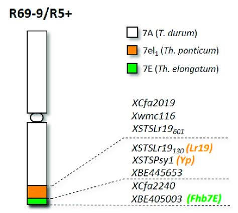 Cytogenetic Map Of The Recombinant 7a 7el 1 7e Chromosome In The Download Scientific Diagram