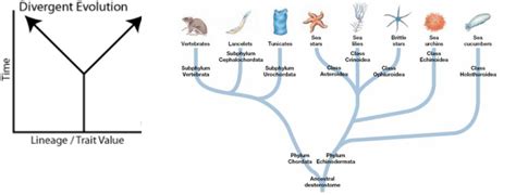 Divergent Evolution Diagram Adaptive Radiation Definition Examples