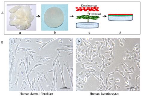 Fibroblasts In Culture