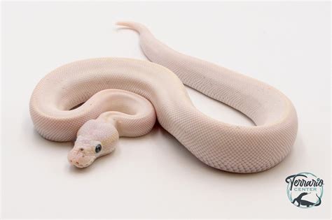 Python Royal Python Regius Karma Phantom X Mojave