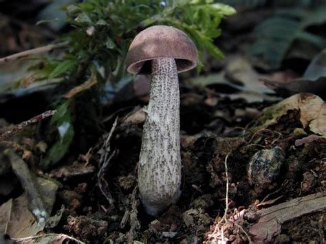 Sumizomeyamaiguti050927 S