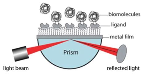Surface Plasmon Resonance Spr Assignment Point