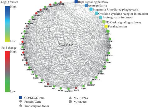 Protein Protein Interaction Network Of The Differentially Expressed