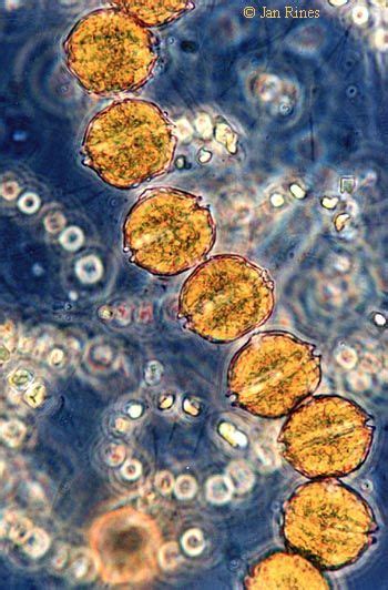Best Science And Nature Images On Pinterest