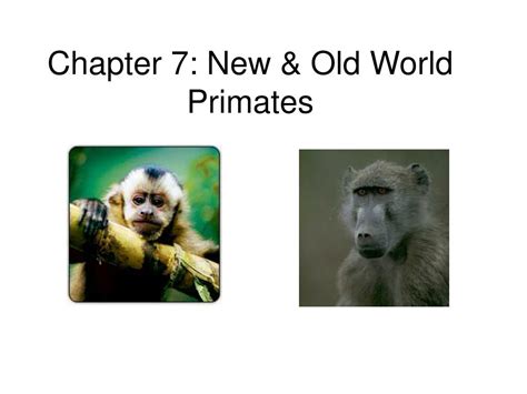 Ppt Chapter 7 New And Old World Primates Powerpoint Presentation Id