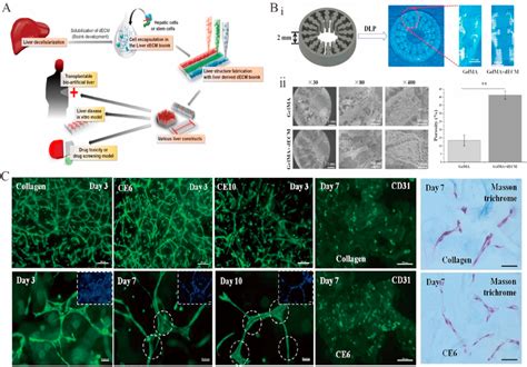Functional Decellularized Extracellular Matrix In Digestive System