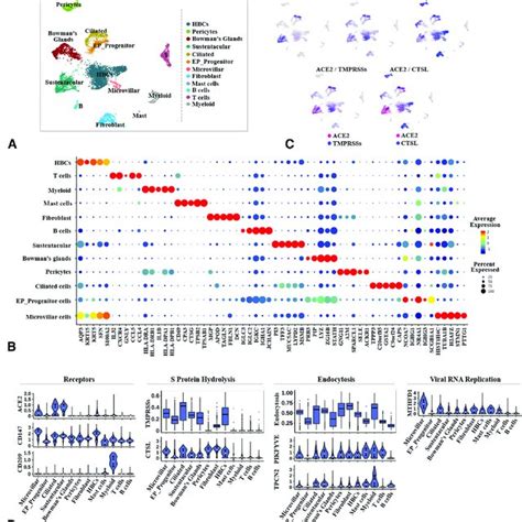 Single Cell Analysis Of Healthy Human Nasal Respiratory Epithelial