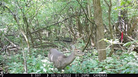 Healthy Forests Require Combined Deer And Invasive Shrub Control