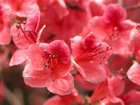 杜鵑花黃葉、不開花怎麼辦？學我這麼養，不怕它不開花 每日頭條
