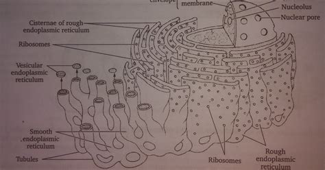 Biologyworld Best Notes For Students ENDOPLASMIC RETICULUM AND IT S TYPES