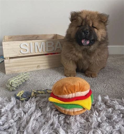 Available Mini Chow Chow For Sale Mcaz Mini Chows