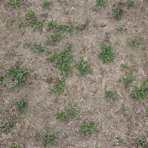 Текстура трава песок бесшовная Zefirkaclub фото и картинки