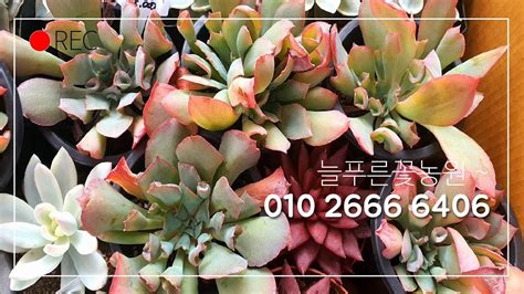 오늘 늘푸른꽃농원 💥예쁜 신상 아이들 소개합니다~~💥태풍도 조심하시구요 Youtube