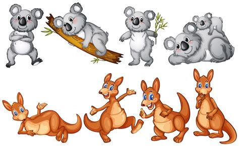 Koalas Y Canguros En Blanco Vector Gratis