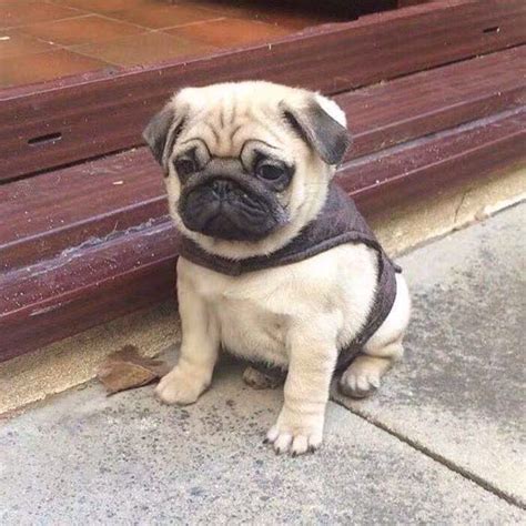 巴哥犬图片纯种 断 区别 大山谷图库