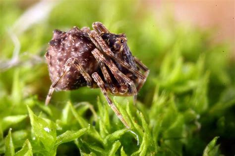 About Pelican Spiders
