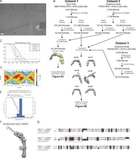 Cryo EM Workflow A Representative Micrograph From Dataset 2 Scale Download Scientific