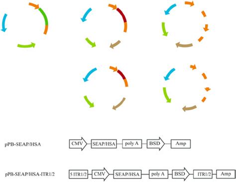 Schematic Representation Of Different Transposon Vectors And