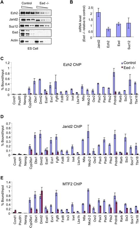 Jarid2 And Prc2 Partners In Regulating Gene Expression