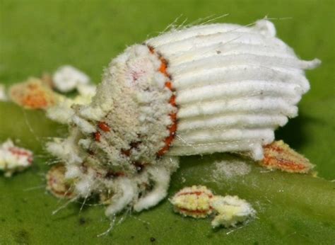 Hermaphrodite Insects Fertilise Babes With Parasitic Sperm National Geographic