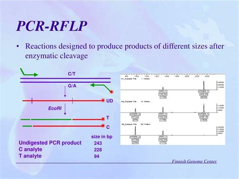 Ppt High Throughput Genotyping Powerpoint Presentation Free Download