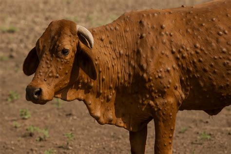 Lumpy Skin Disease In Cattle Causes Symptoms And Treatment