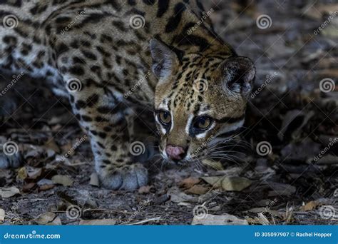 Beautiful Wild Ocelot Leopardus Pardalis In A Brazil Forest At Night