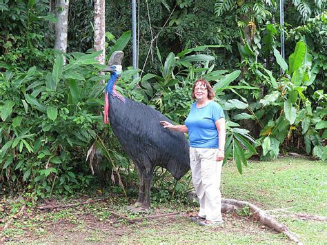 Cassowary Size